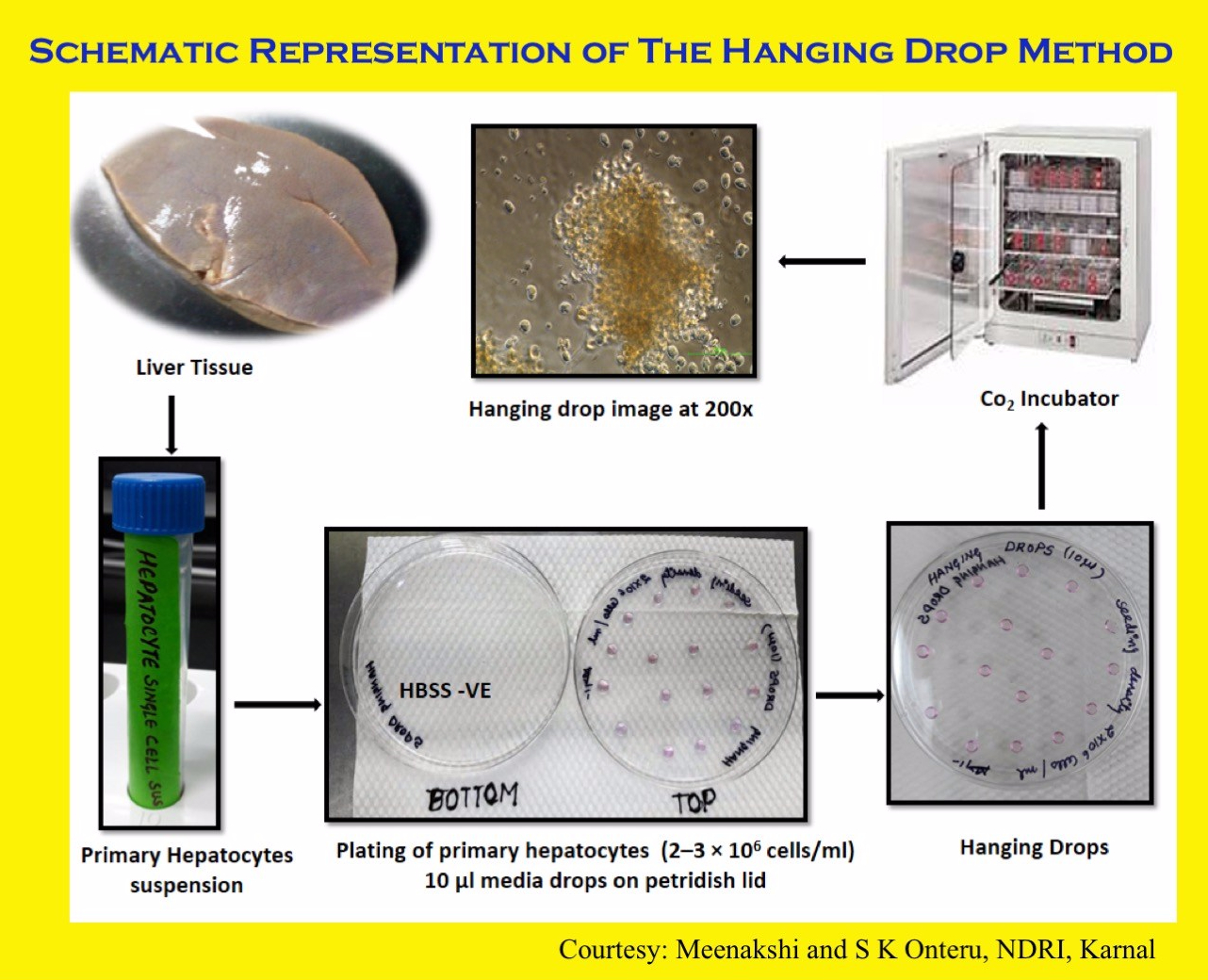 Hanging drop - the new 3-D culture - Science Views & Reviews